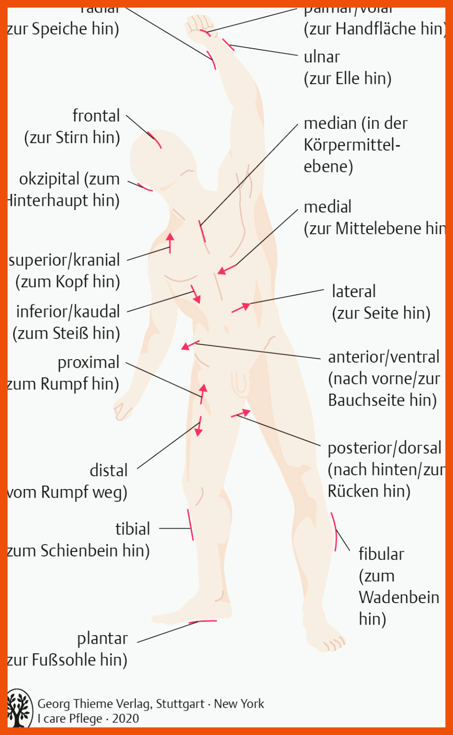 Lage Und Richtungsbezeichnungen Arbeitsblatt