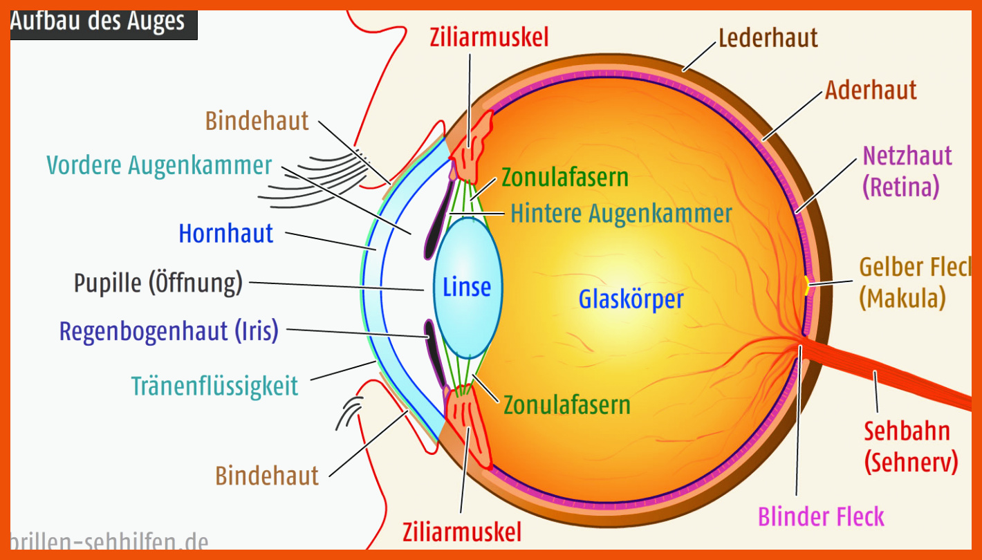 Stilvolle Beschriften Aufbau Auge Arbeitsblatt Ebenbild